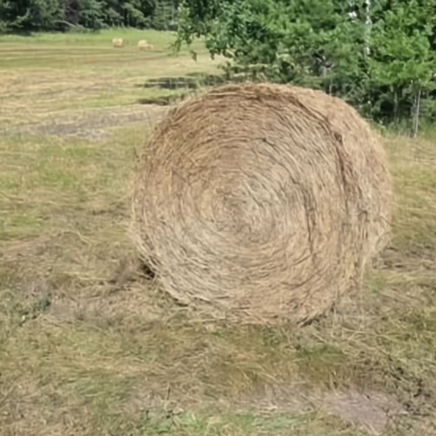 Сено в рулонах