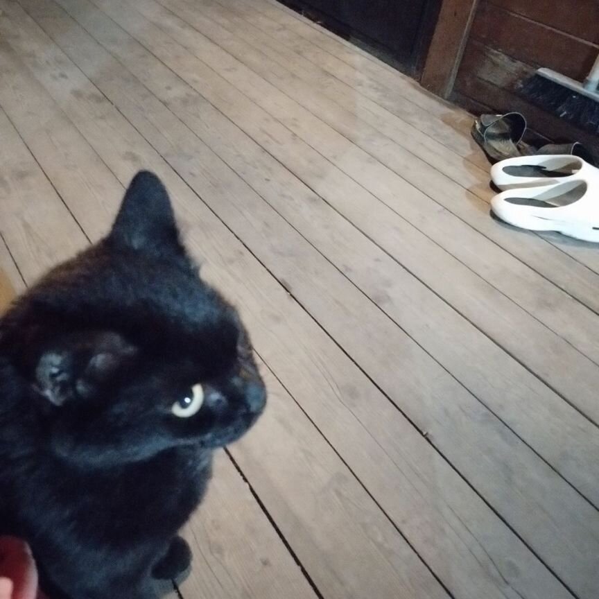 Котики бесплатно в добрые руки