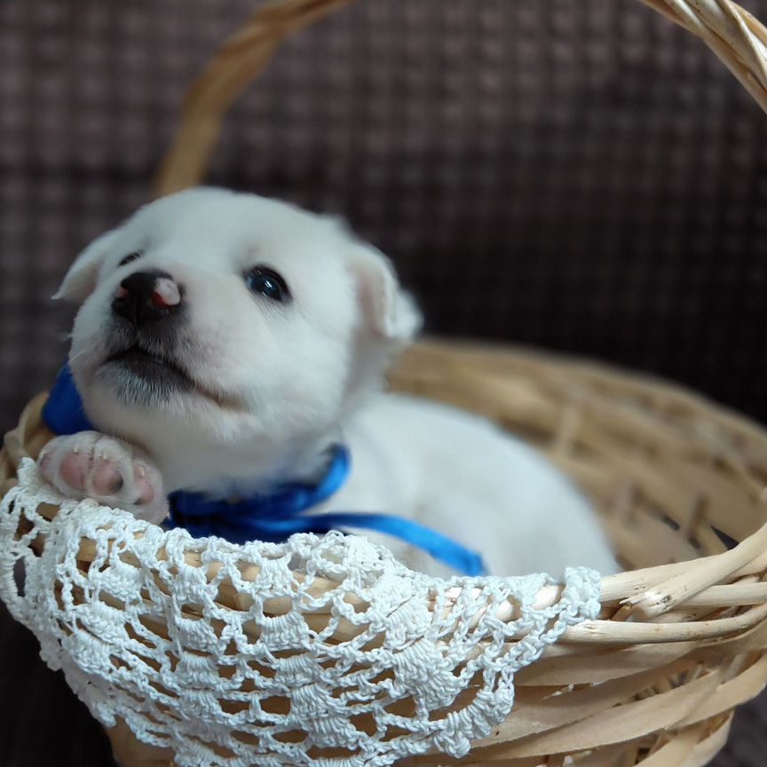 Щенок от частного владельца