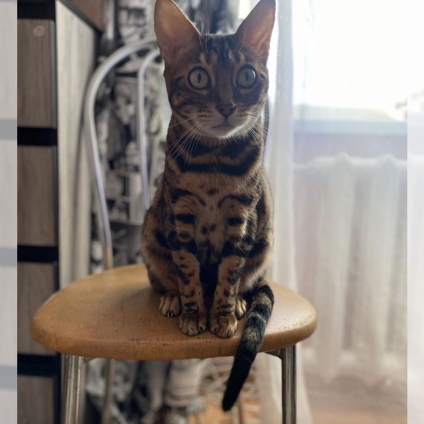 Бенгальская кошка, взрослая