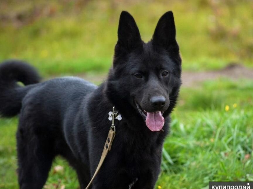 Черный щенок Лайки
