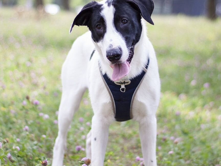 Собака в добрые руки из приюта