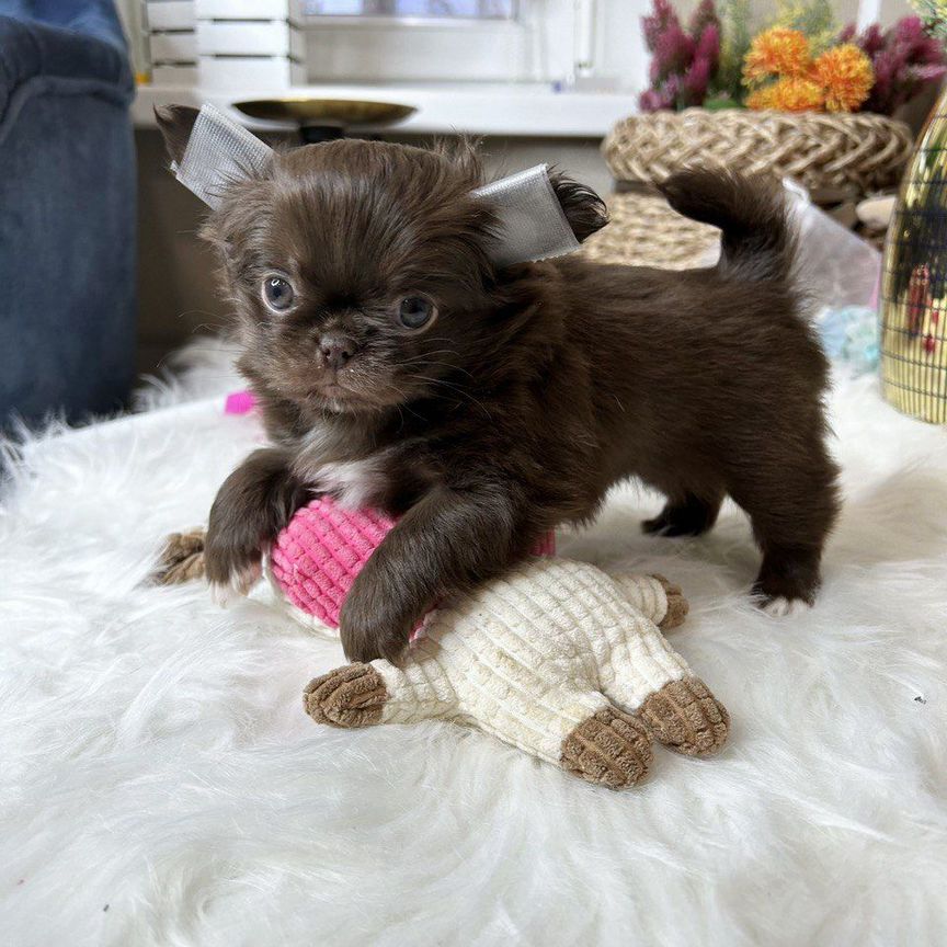 Чихуахуа, щенок