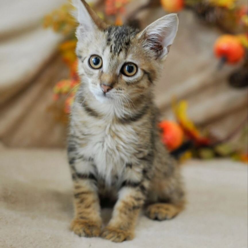 Котенок мальчик 3 месяца
