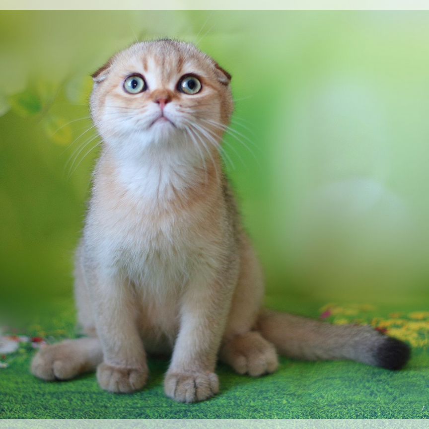 Золотой вислоухий мальчуган