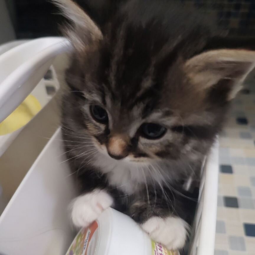 Котёнок в добрые руки