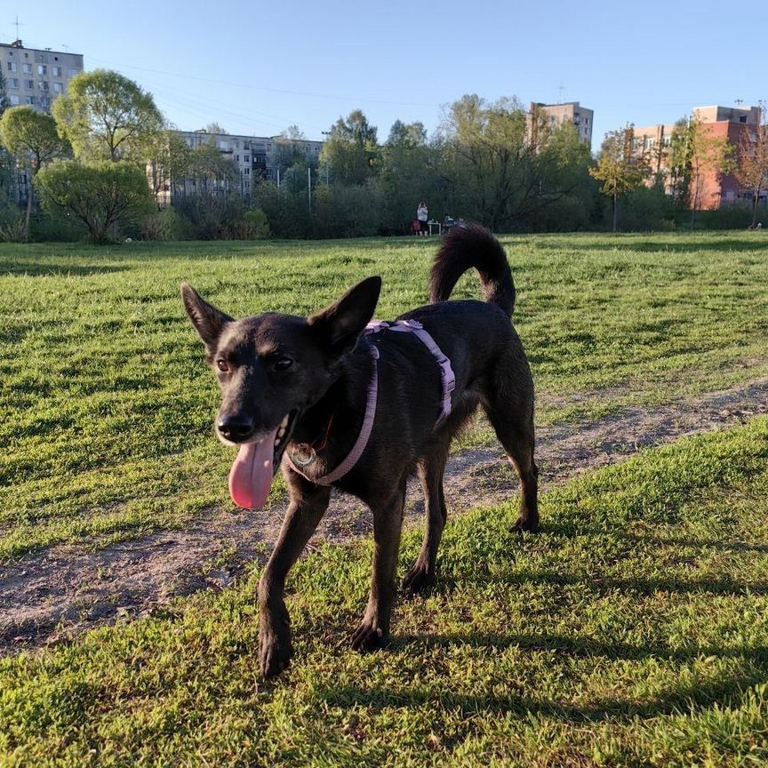 Собака девочка