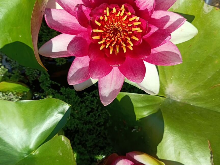 Лилия водная нимфея