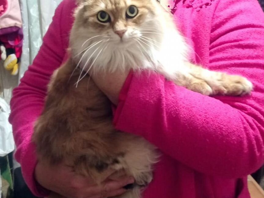 Кошка в добрые руки