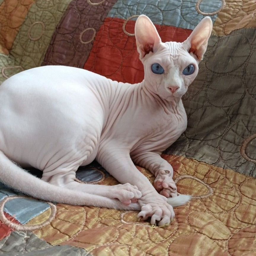 Молли ищет дом