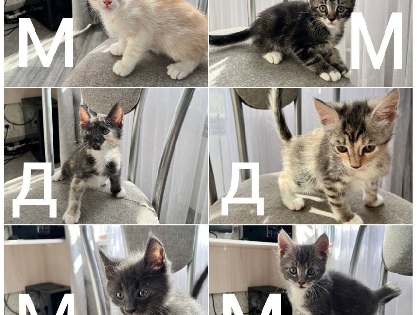 Котята (не чистокровные Мейн-Куны )