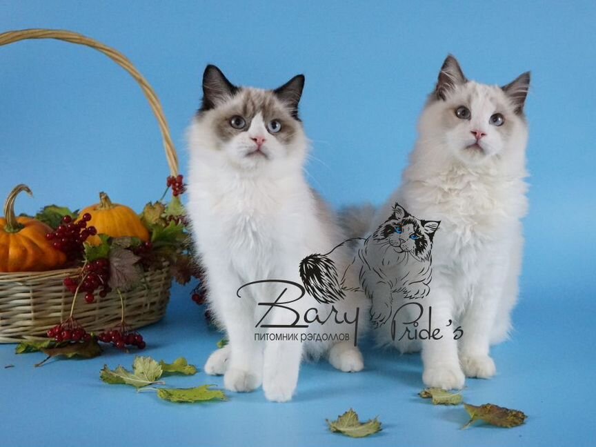 Мальчики Рэгдолл