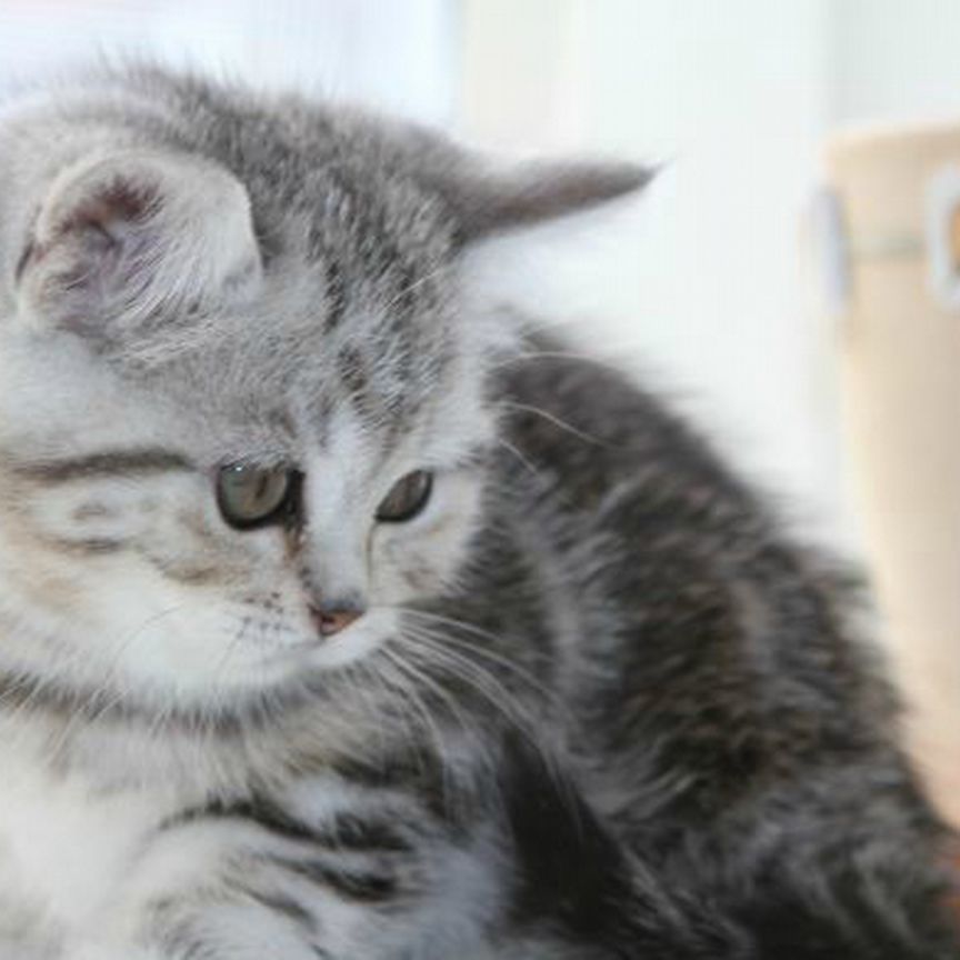 Британские котята