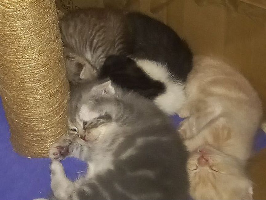Котятки шотландские вислоухие