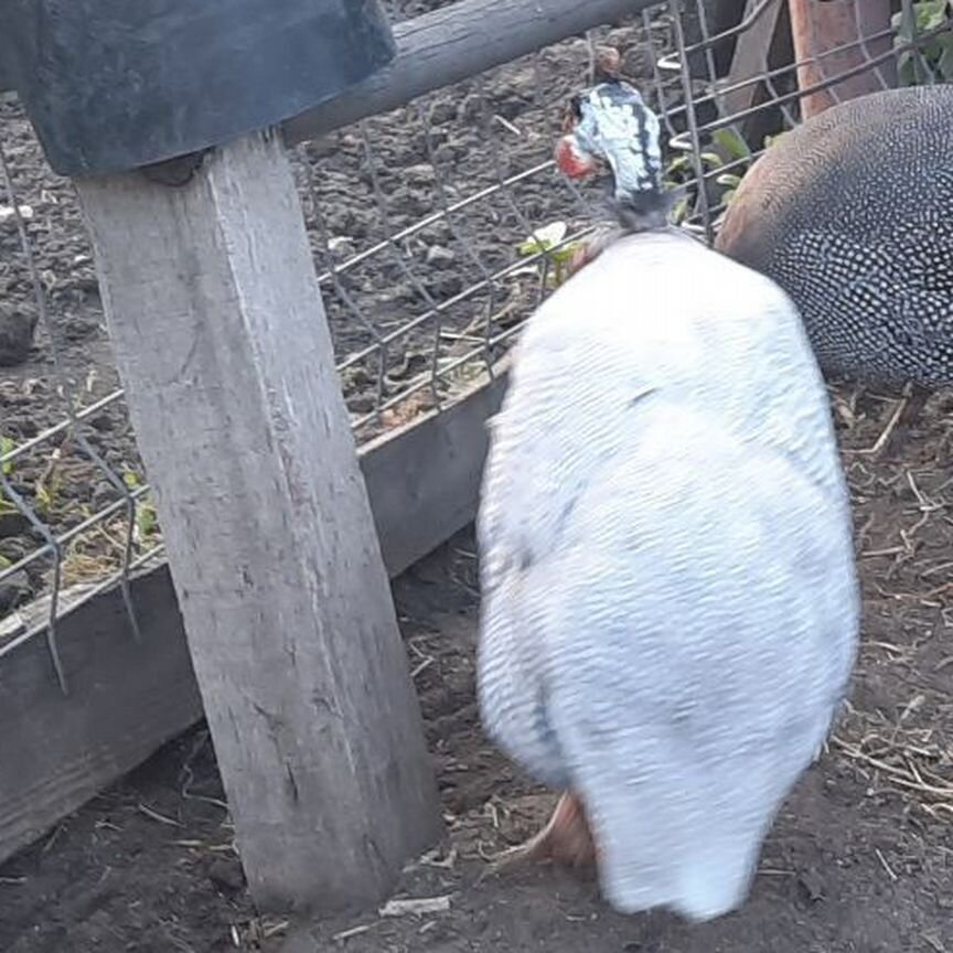 Цесарки