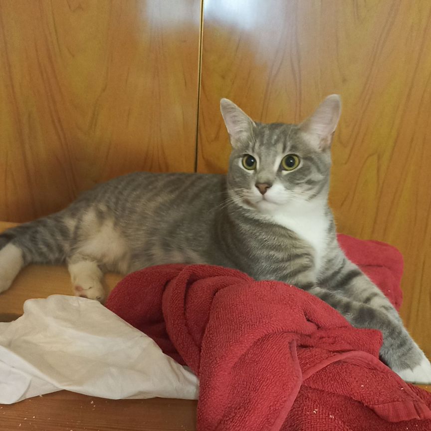 Котёнок в добрые руки
