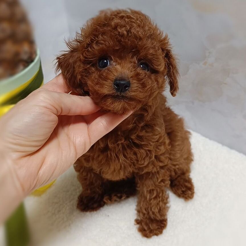 Той-пудель, щенок