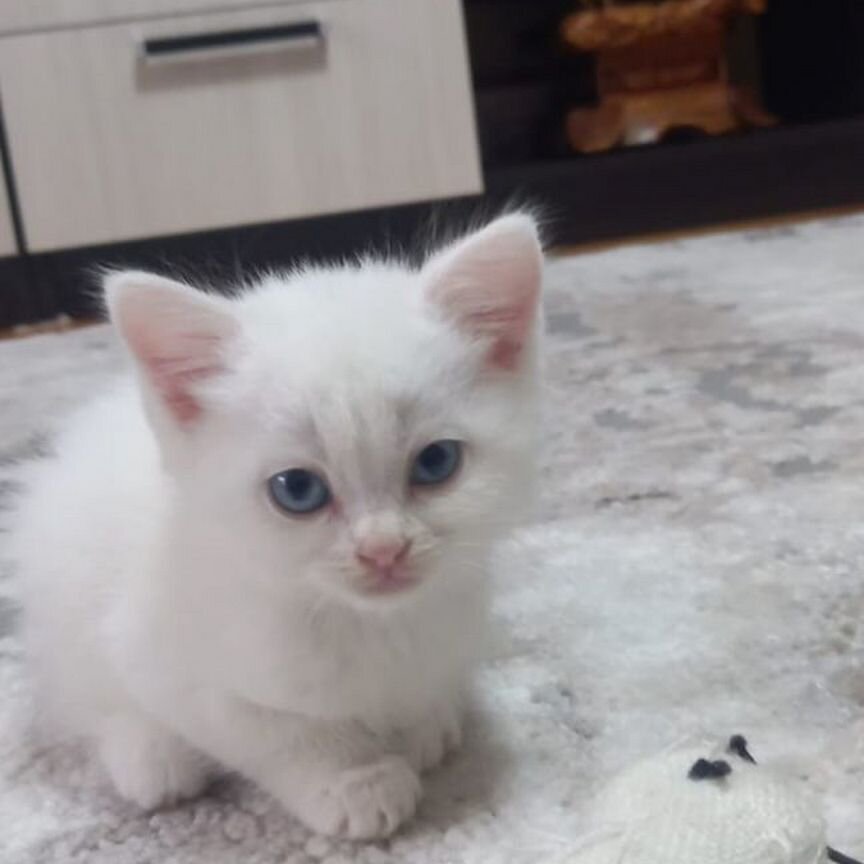 Белый котик в дар