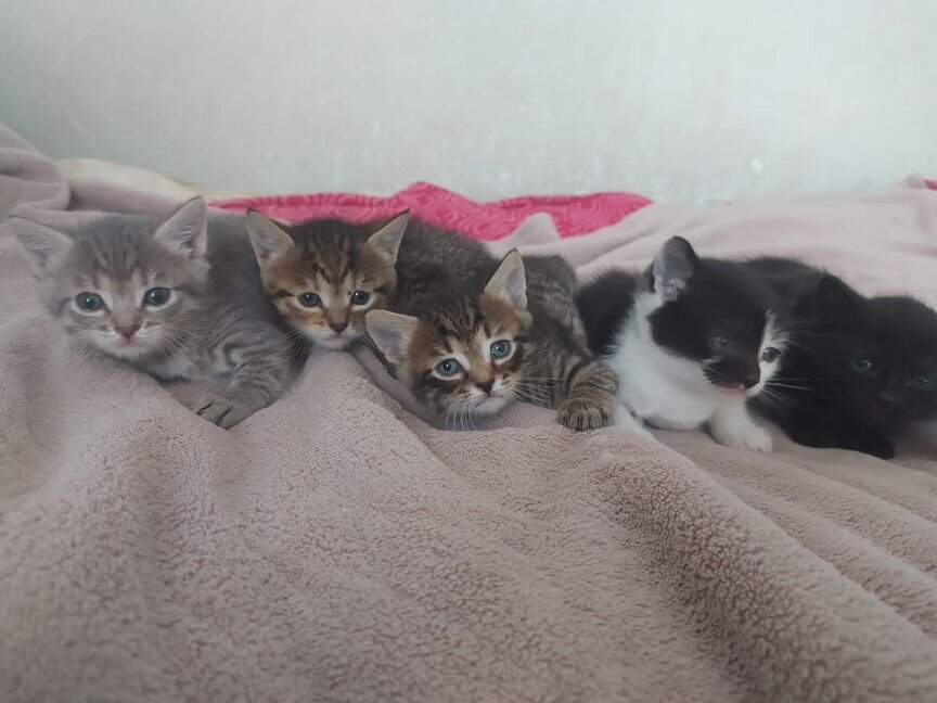 Котята