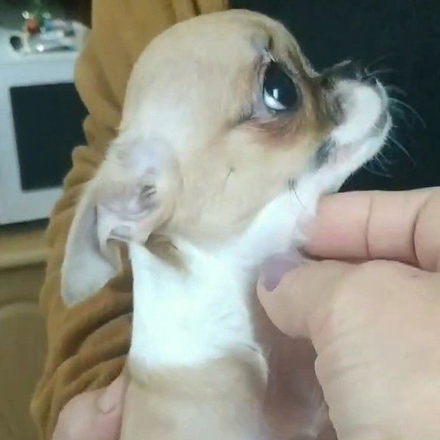 Щенок, девочка чихуахуа