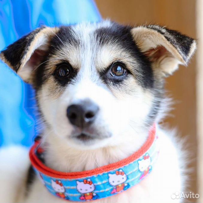 Собака Мона только для тебя