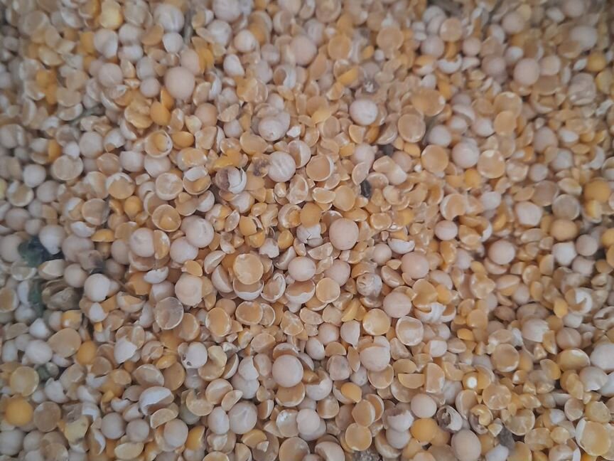 Горох фуражный