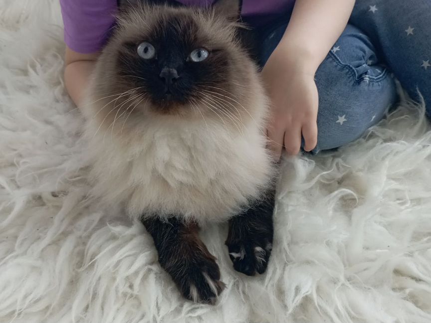 Невский маскарадный кот