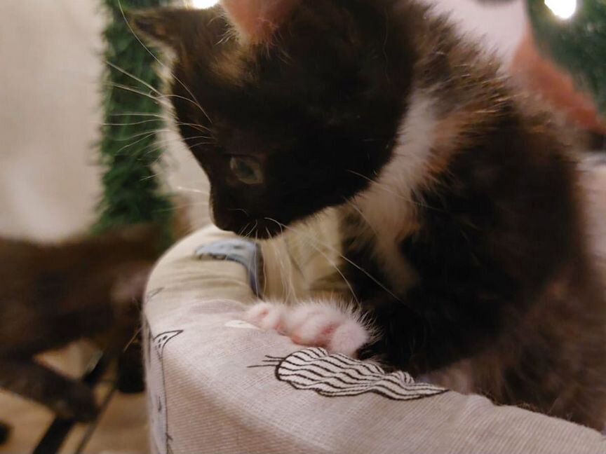 Шотландская прямоухая кошечка