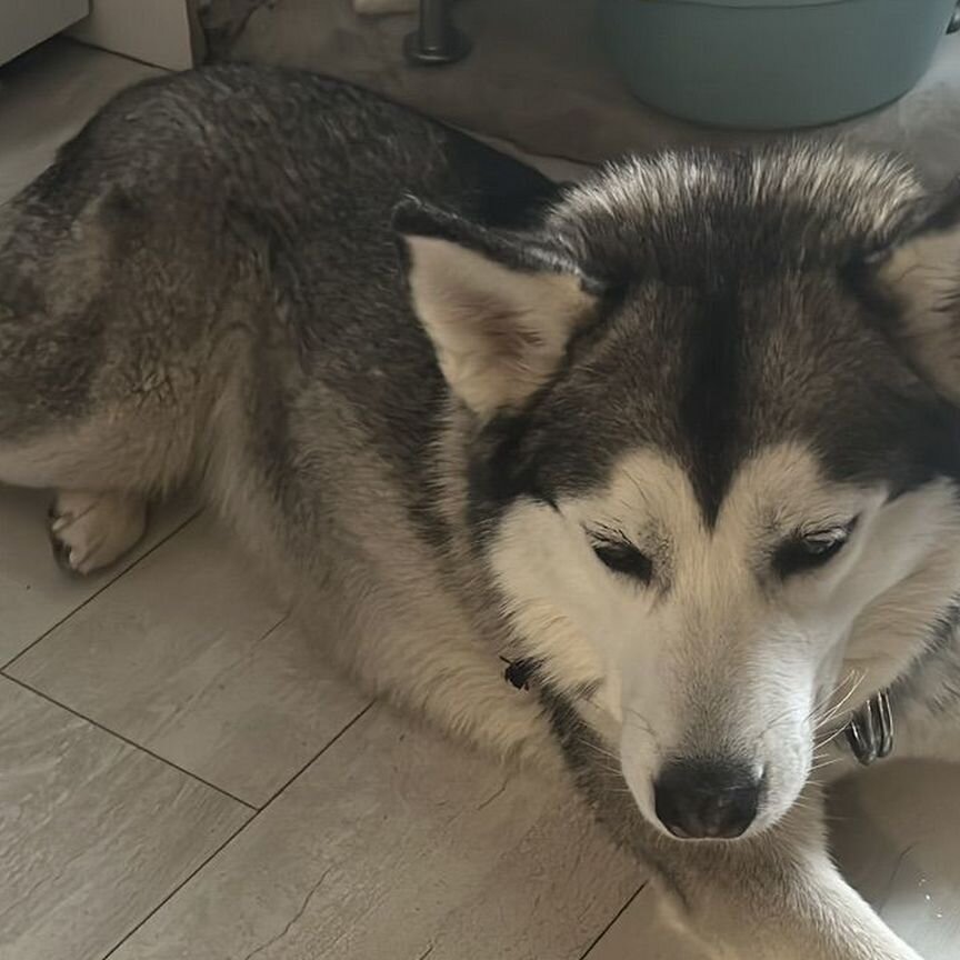 Аляскинский маламут