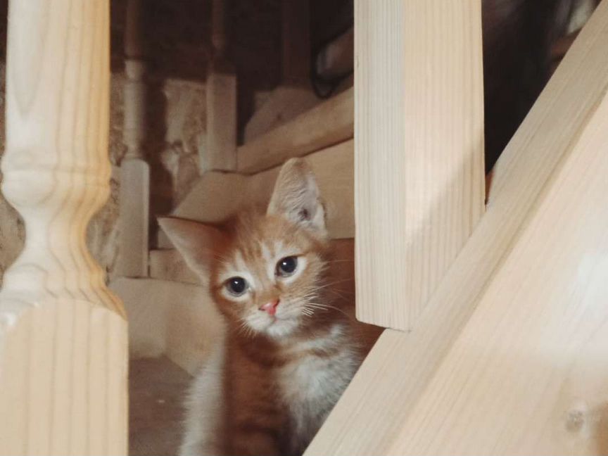 Котята в добрые руки