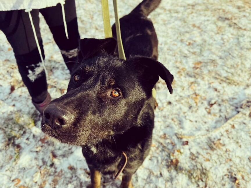 Красавец Снупи