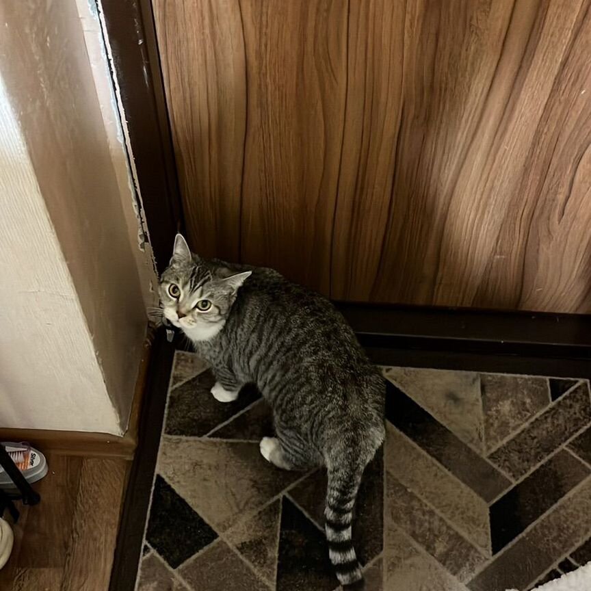 Шотландская кошка