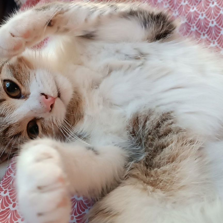 Котенок девочка в добрые руки