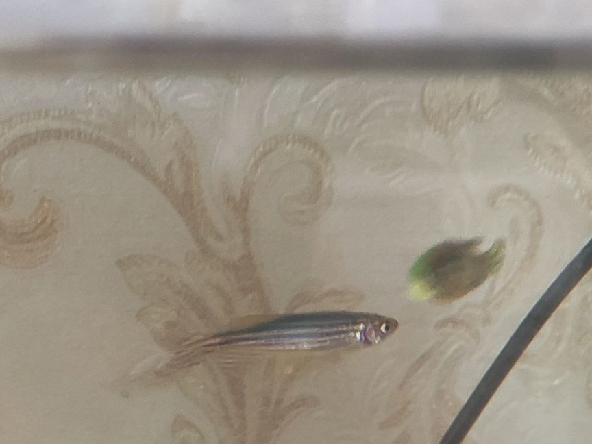 Отдам рыбок Гуппи