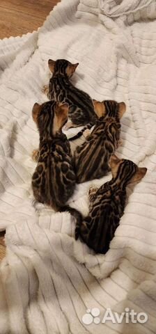 Бенгальские котята