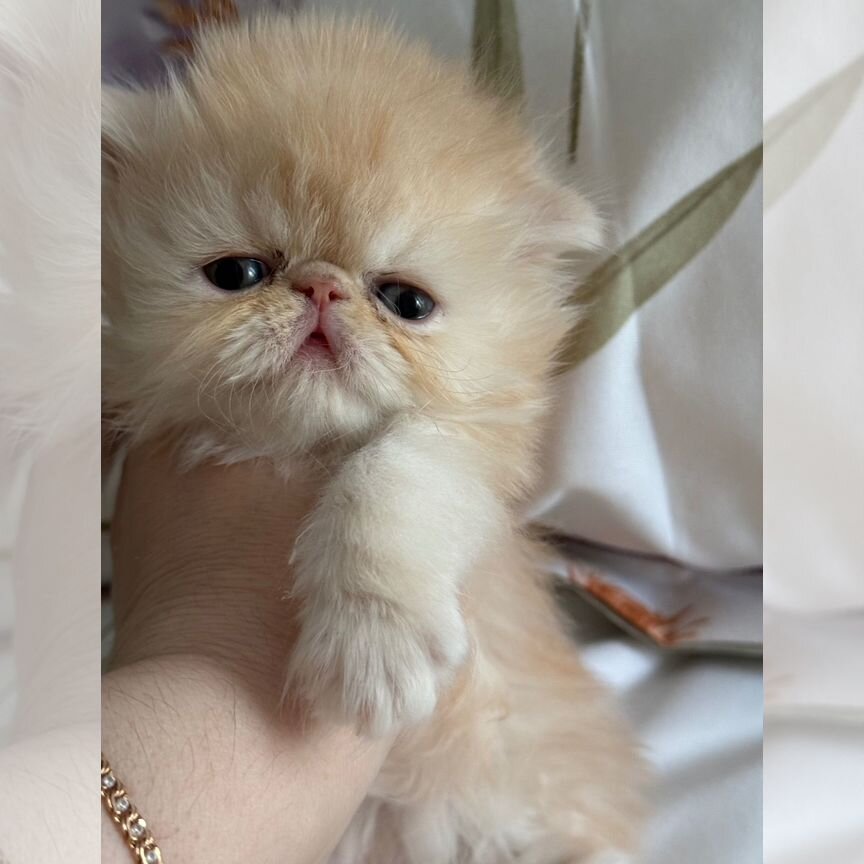 Персидский котёнок