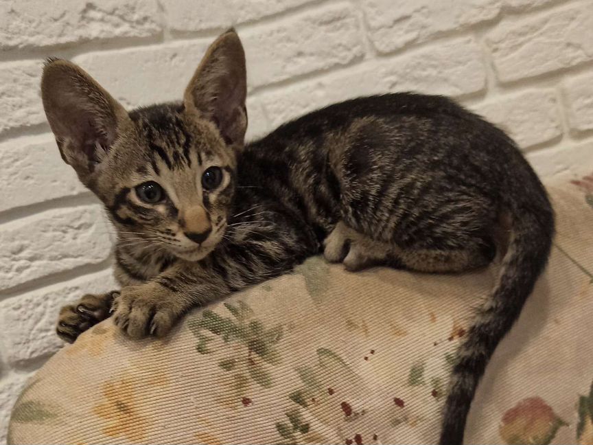 Ориентальная