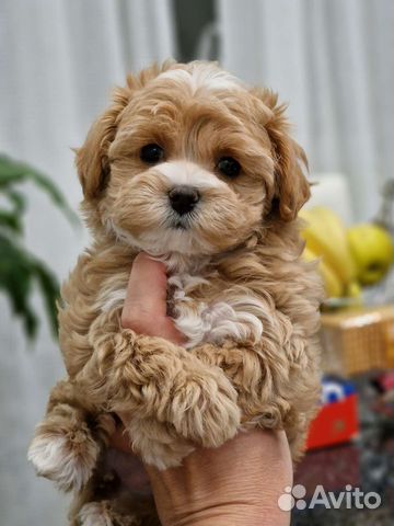 Мальтипу f1 девочка Мини Корея