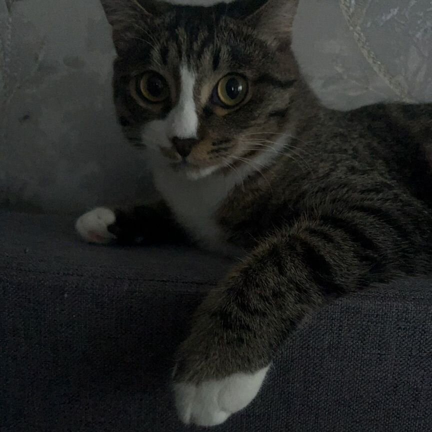 Кот в добрые руки