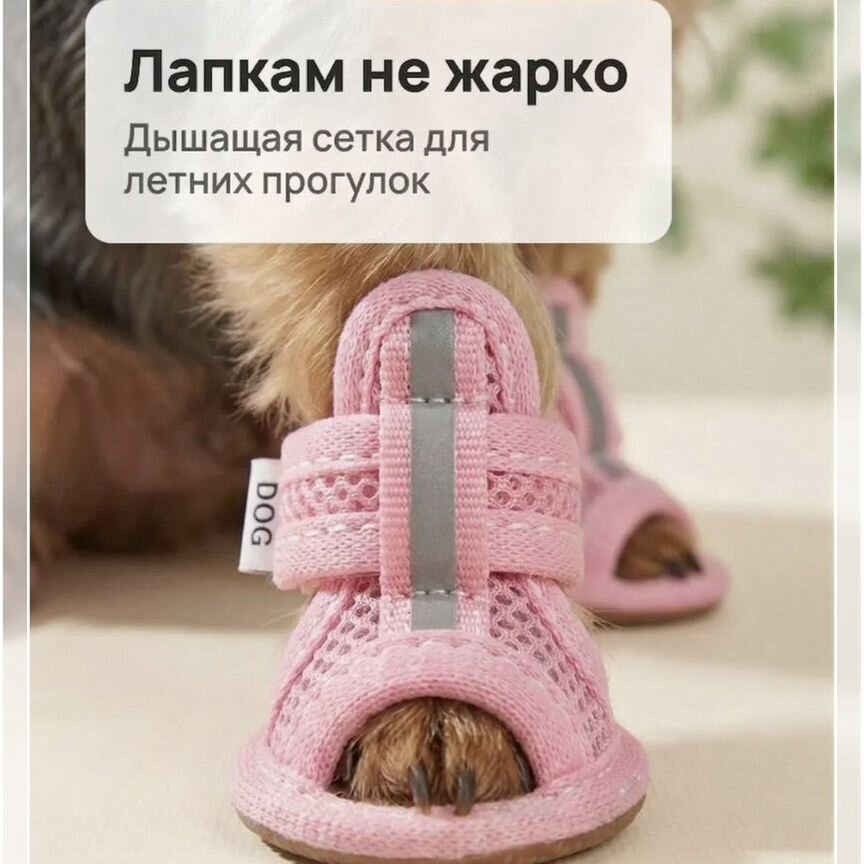 Йоркширский терьер, взрослая собака