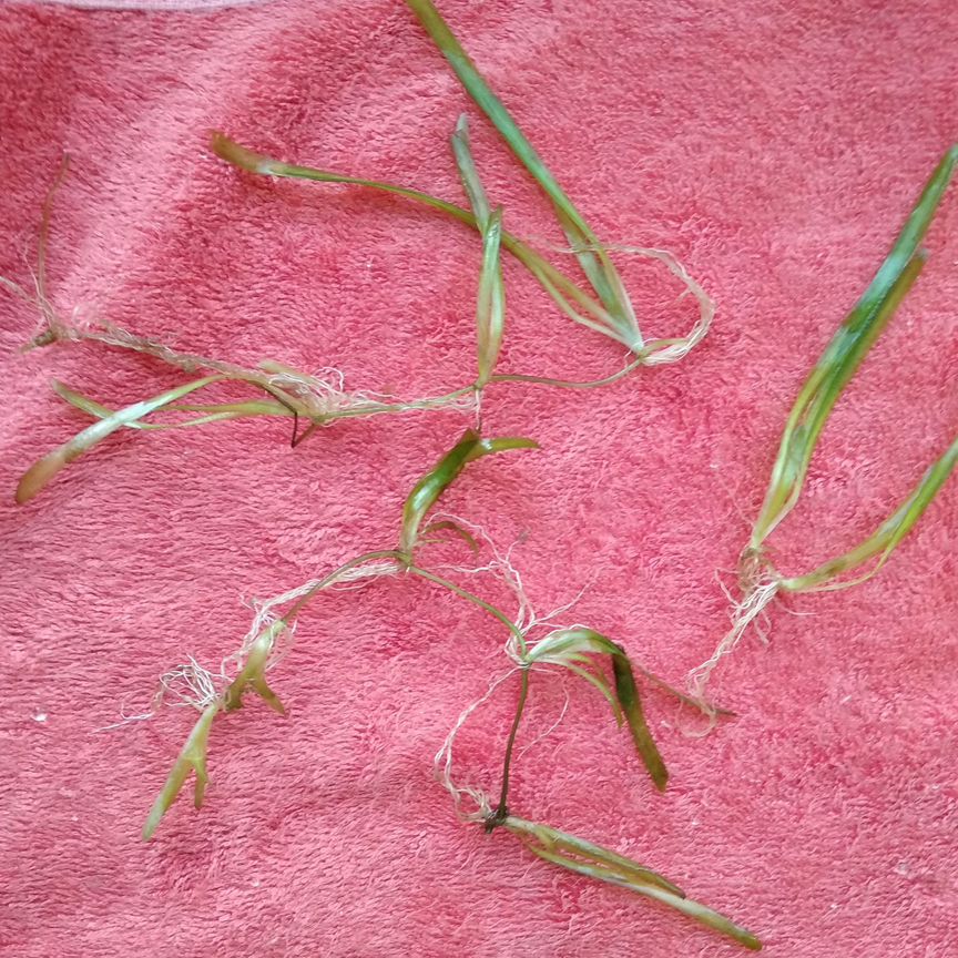 Водоросли для аквариума