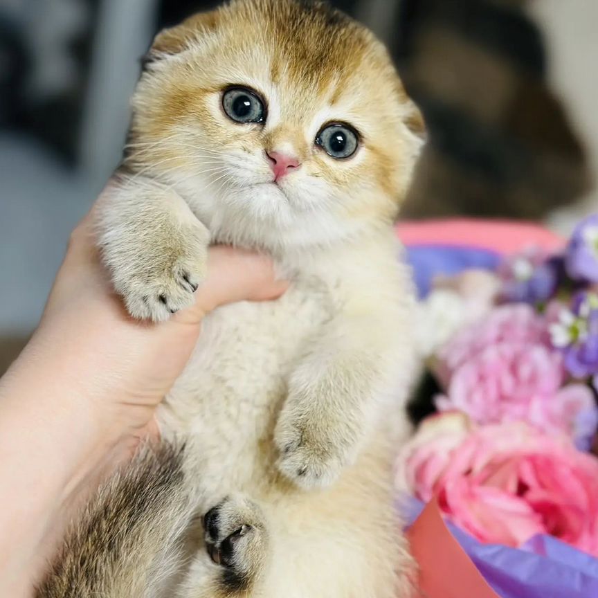 Шотландский вислоухий короткошёрстный котёнок