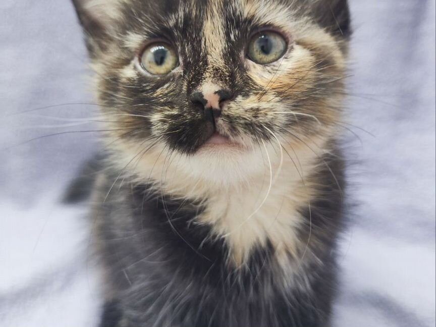 Котенок красивый окрас