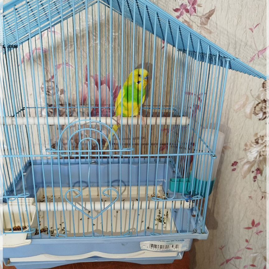 Волнистый попугай