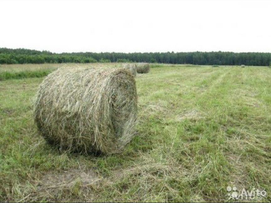 Сено степное