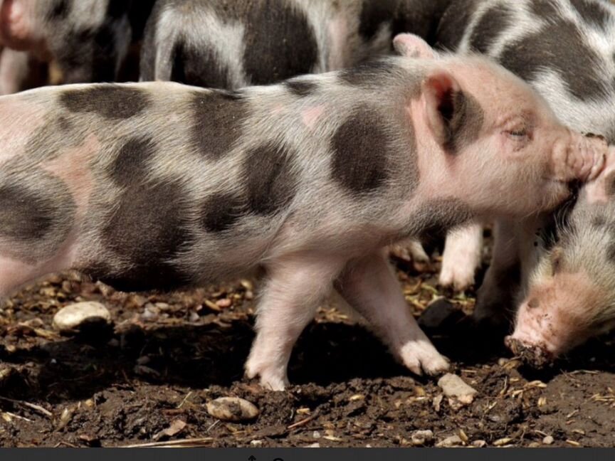 Семя породистых хряков