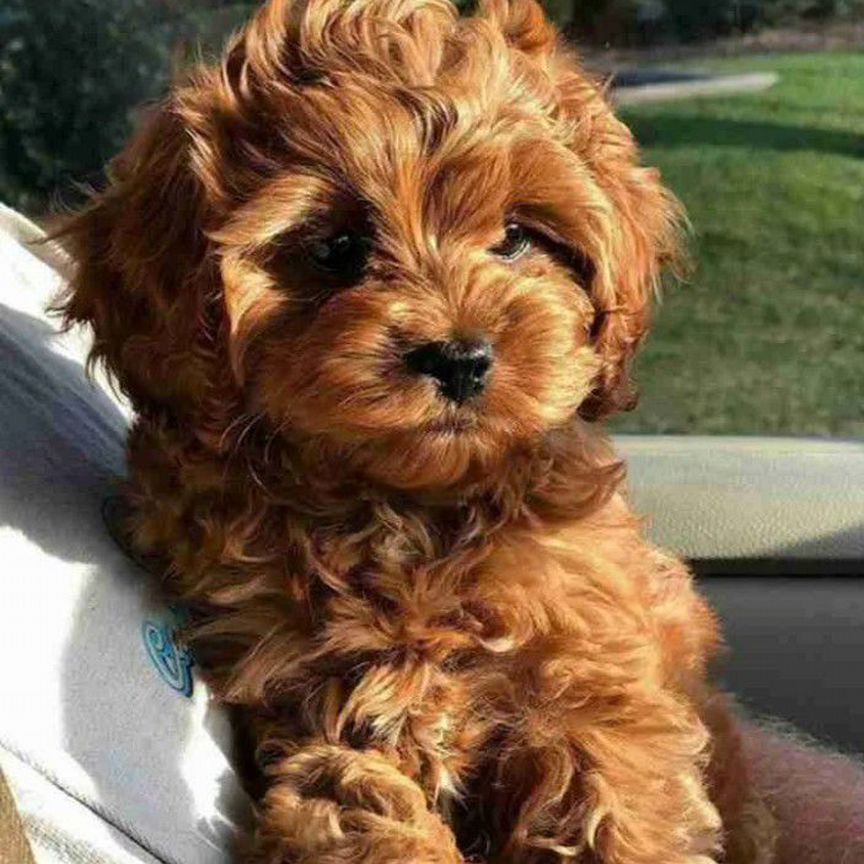 Мальтипу, щенок