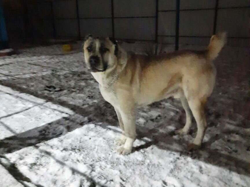 Вязка Алабай