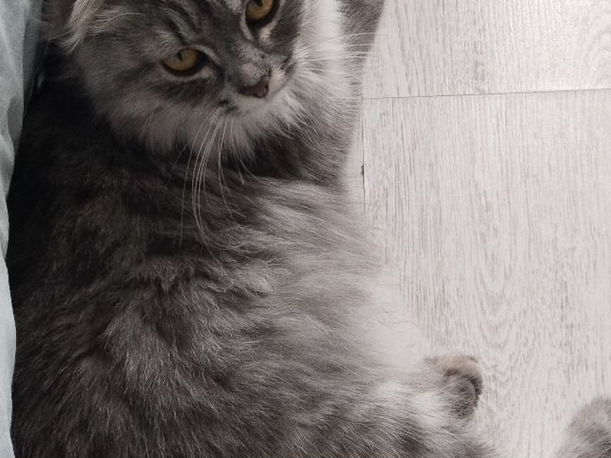 Кошка в добрые руки породистая