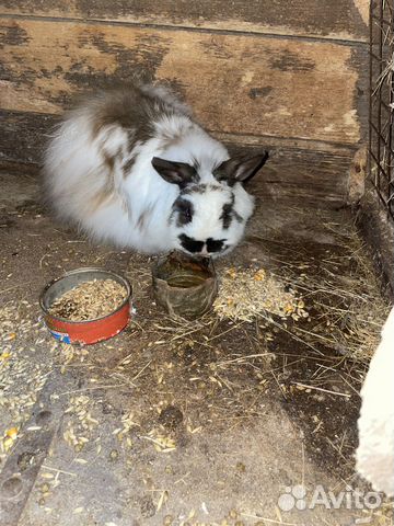 Кролик декоративный